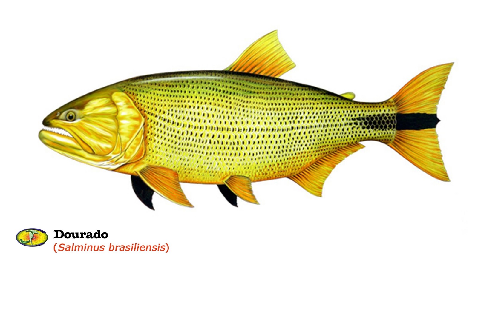 Zoologia: Peixe-Dourado (Salminus brasiliensis)